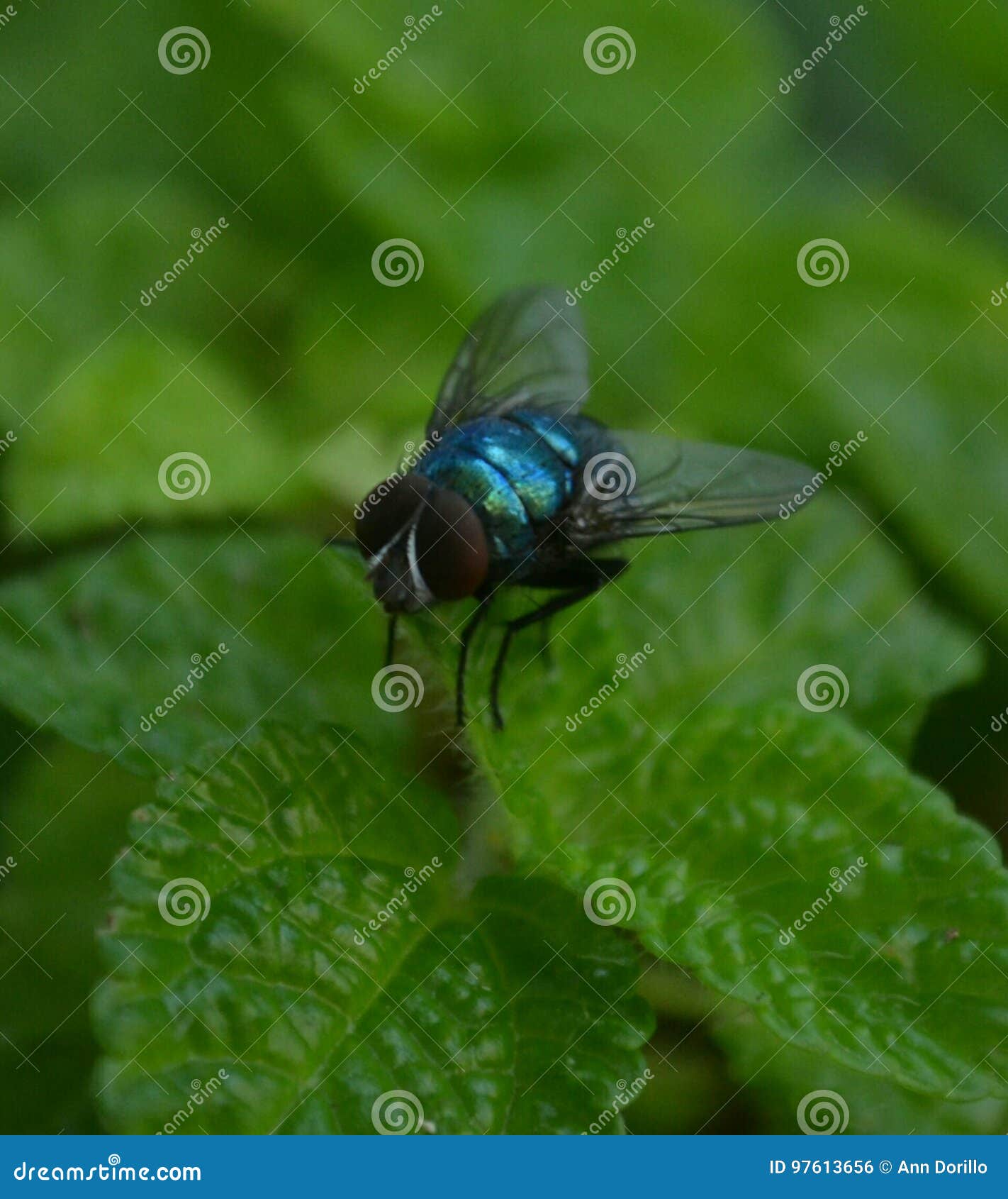 Little flies resting stock photo. Image of flies, green - 97613656