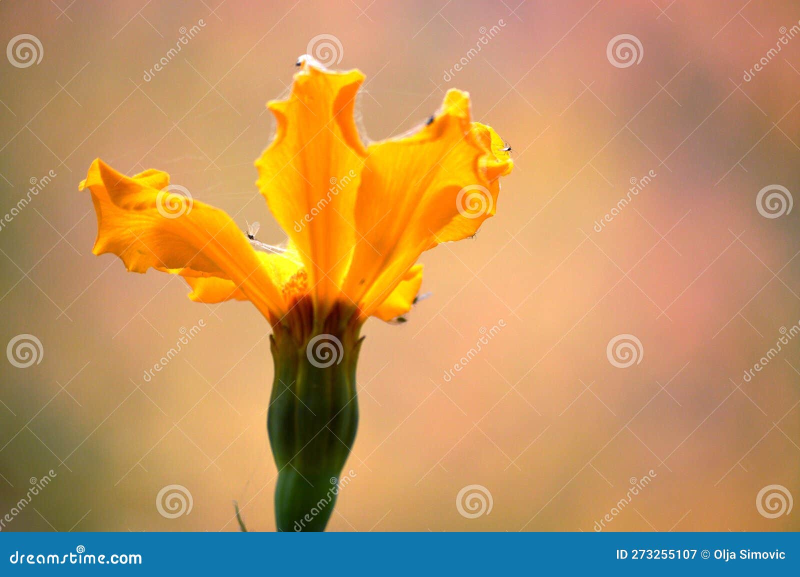 Little Flies on a Spider S Web on a Flower Stock Image - Image of flies ...
