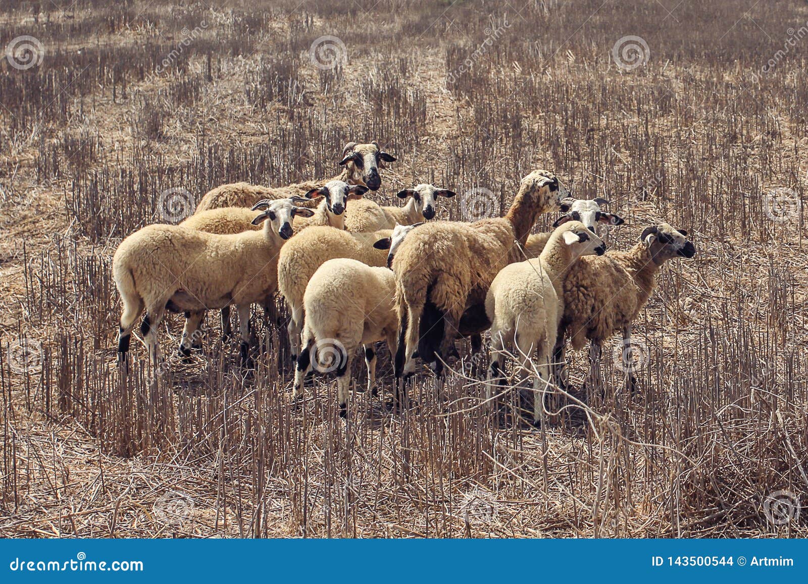 Little Flock of Sheep at Cos, Greece Stock Photo - Image of herd, ears ...