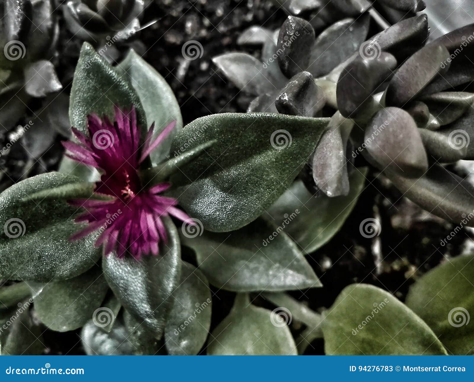 Little flower stock image. Image of nature, little, tranquility - 94276783