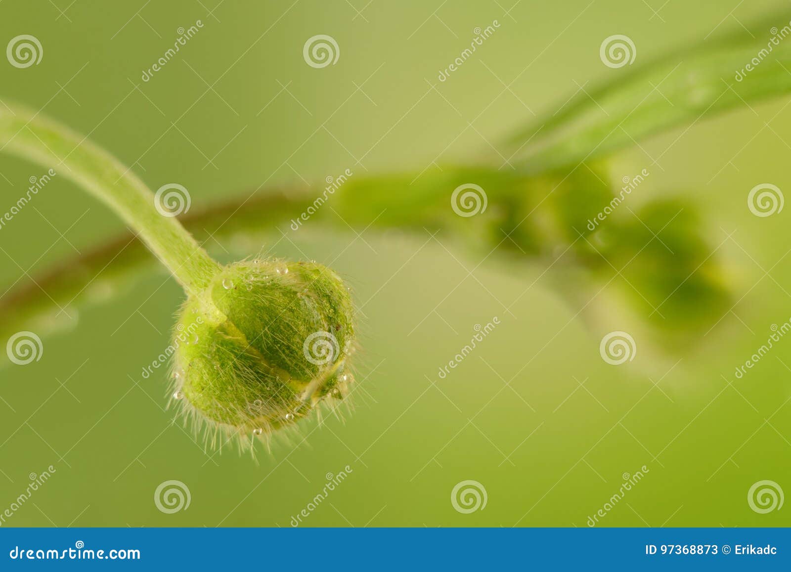 Little flower bud stock image. Image of macro, botany - 97368873