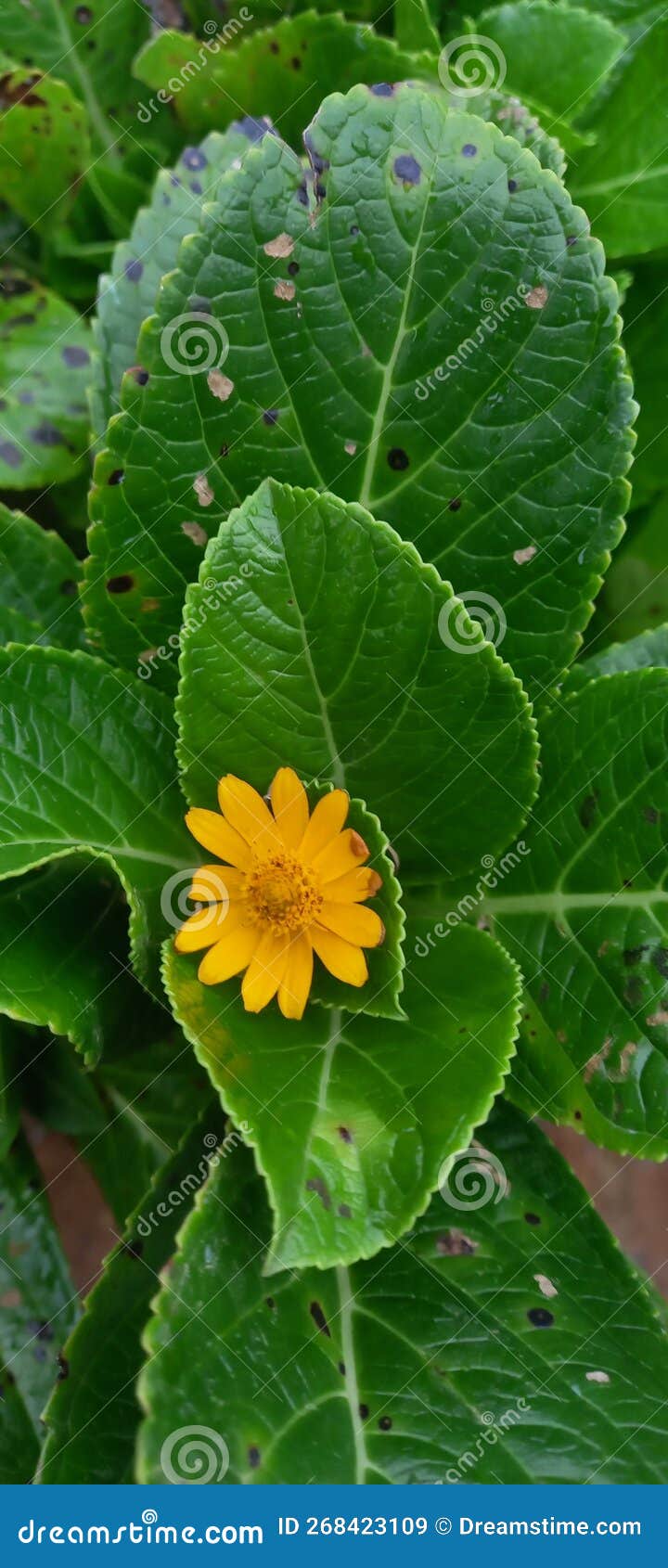 A Little Flower with a Bunch of Leaves Stock Image - Image of ...