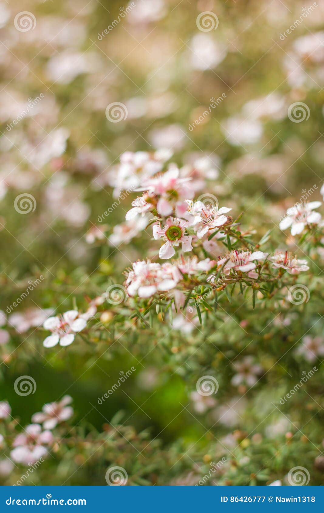 Little flower in garden stock image. Image of leaf, wild - 86426777