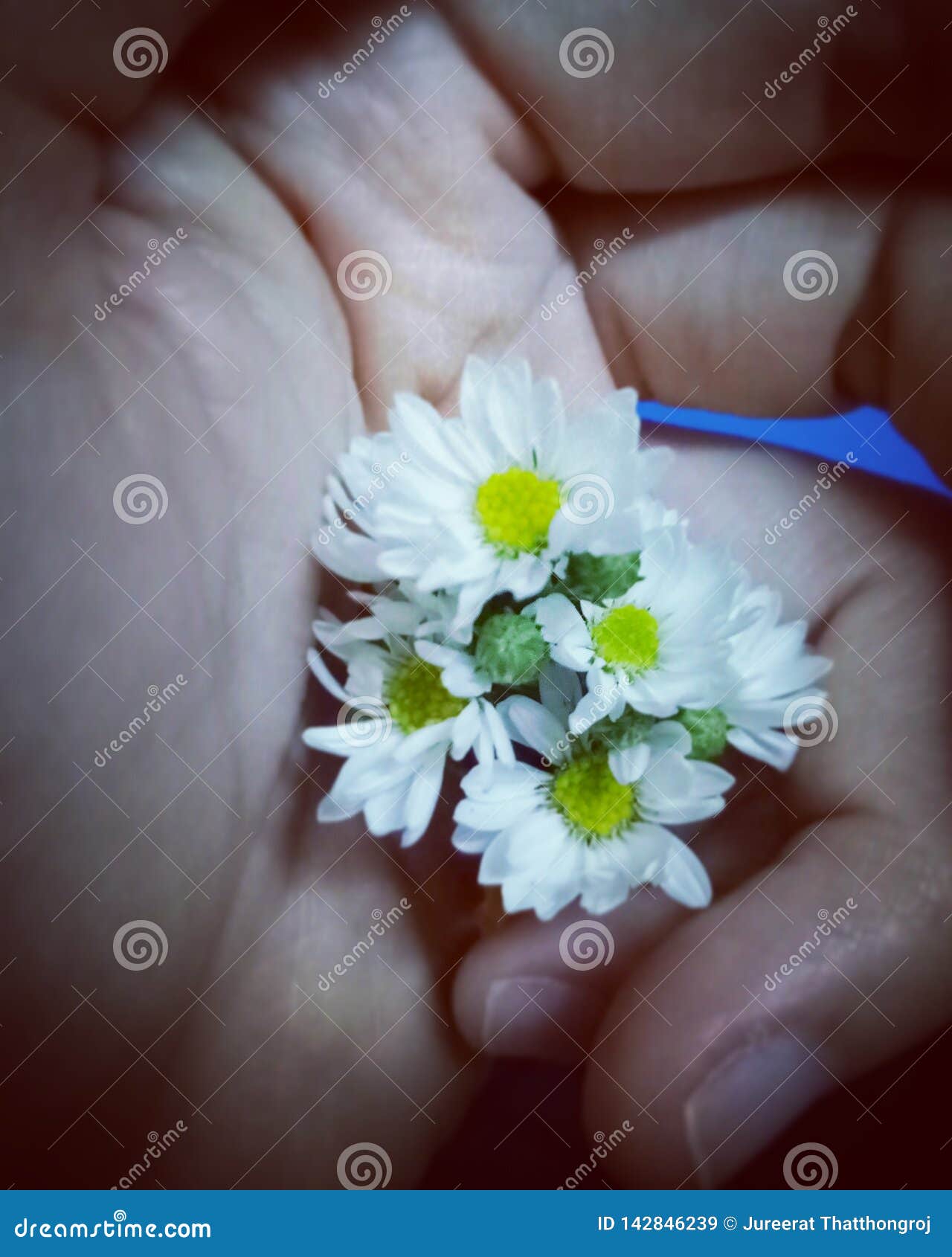Little flower on hand stock image. Image of little, hand - 142846239