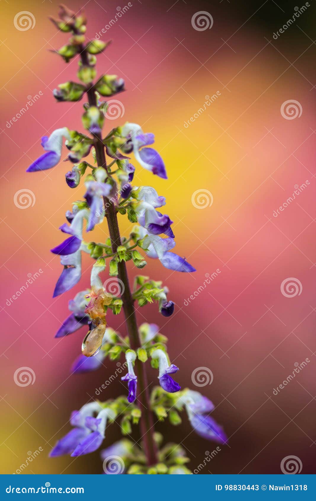 Little Flower on Nature Background Stock Image - Image of design ...