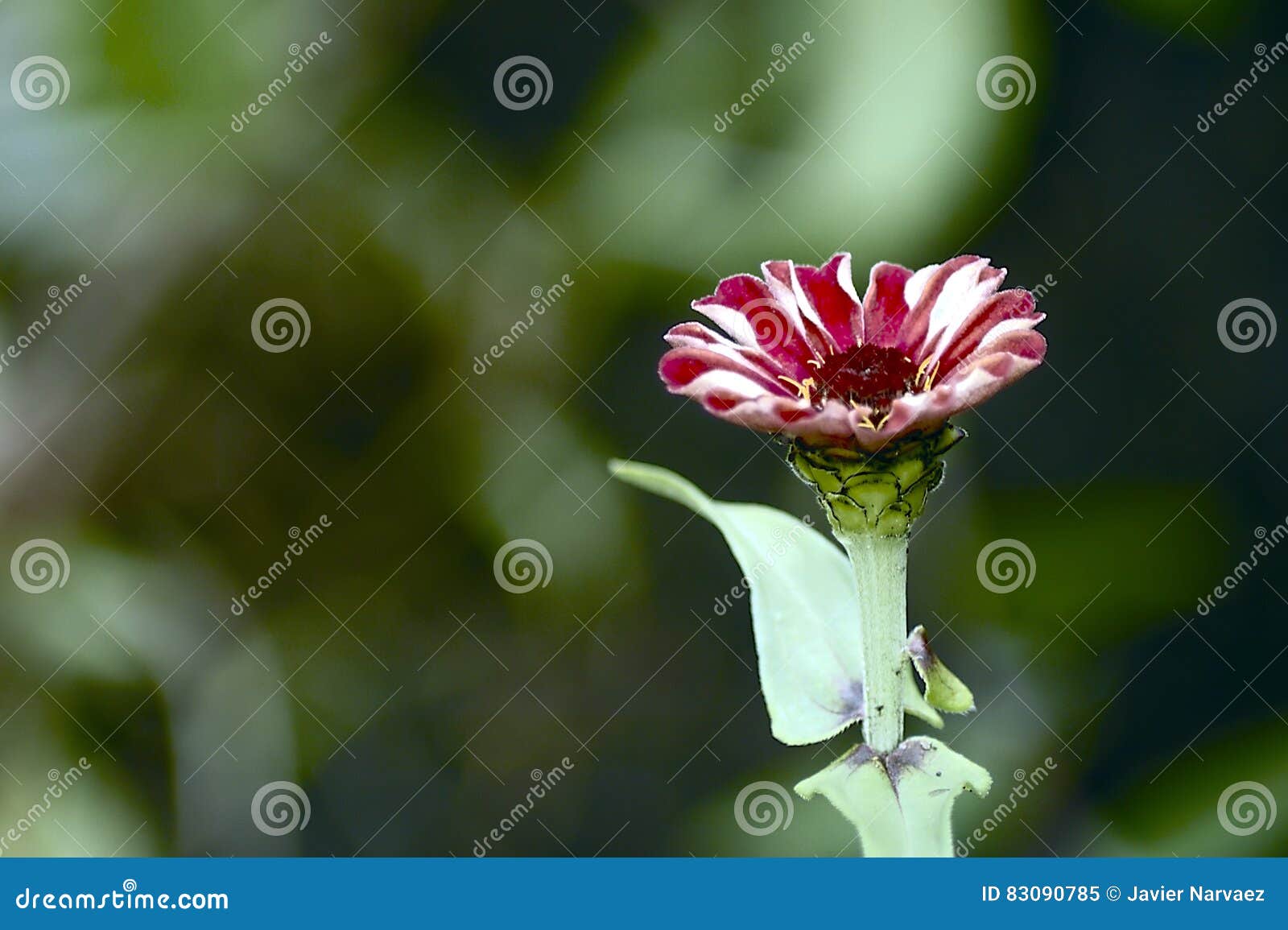 Little flower stock image. Image of nature, small, plant - 83090785