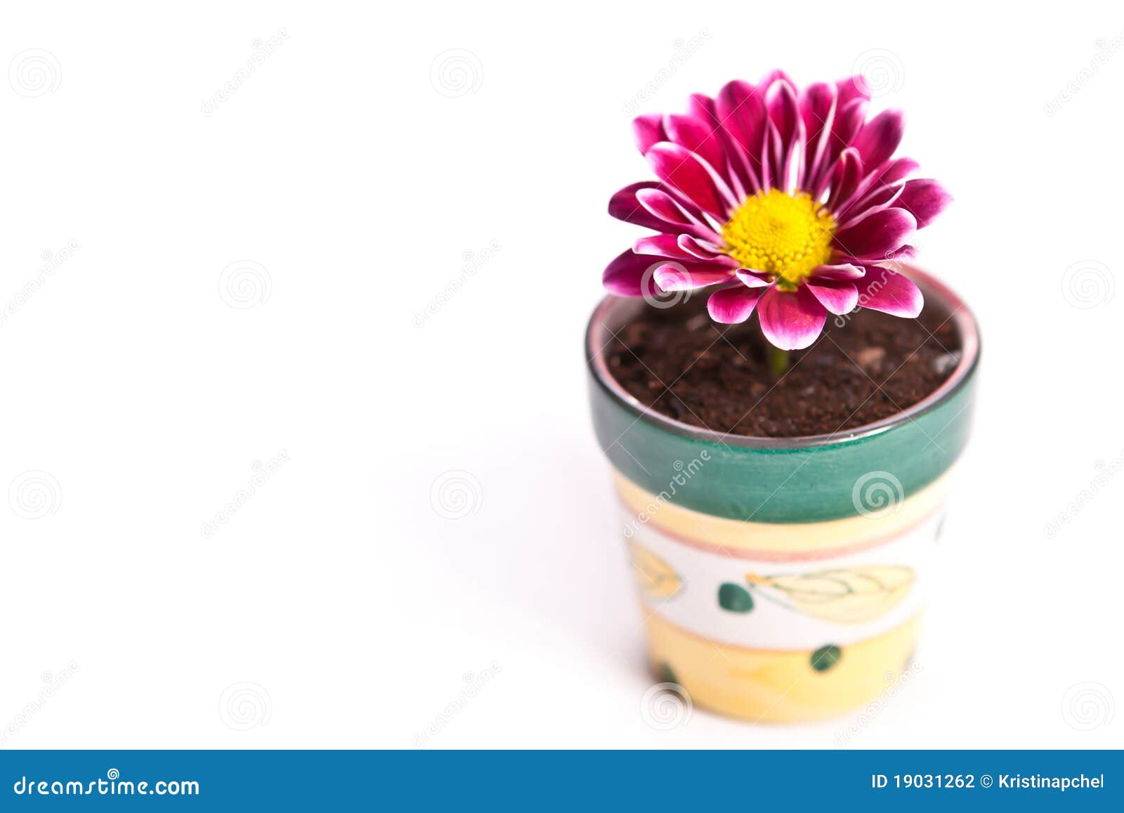 Little Flower in a Small Pot Across White Stock Photo - Image of pretty ...