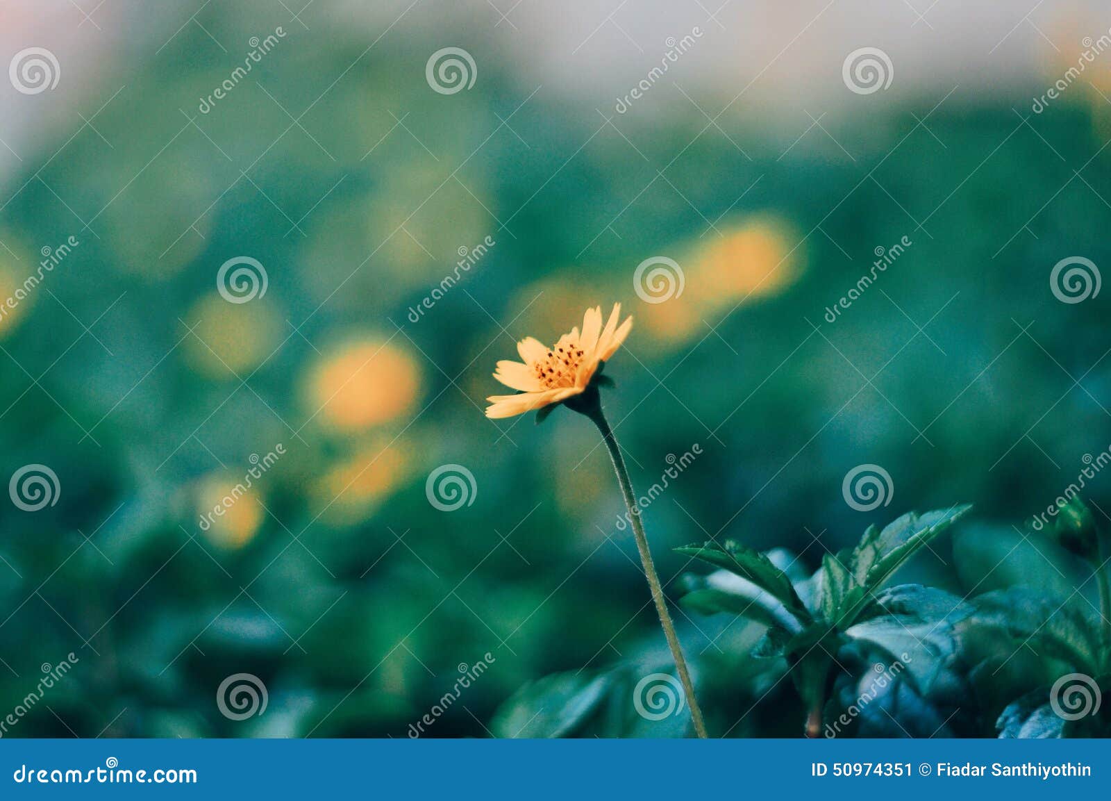 Little Flower editorial photo. Image of green, little - 50974351