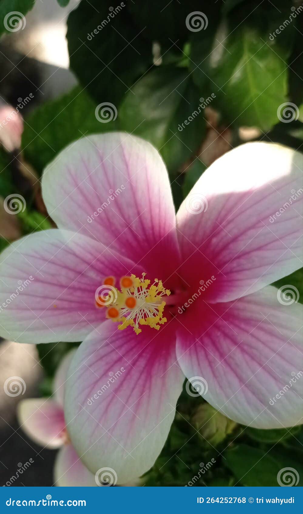 Little flower for world stock photo. Image of little - 264252768