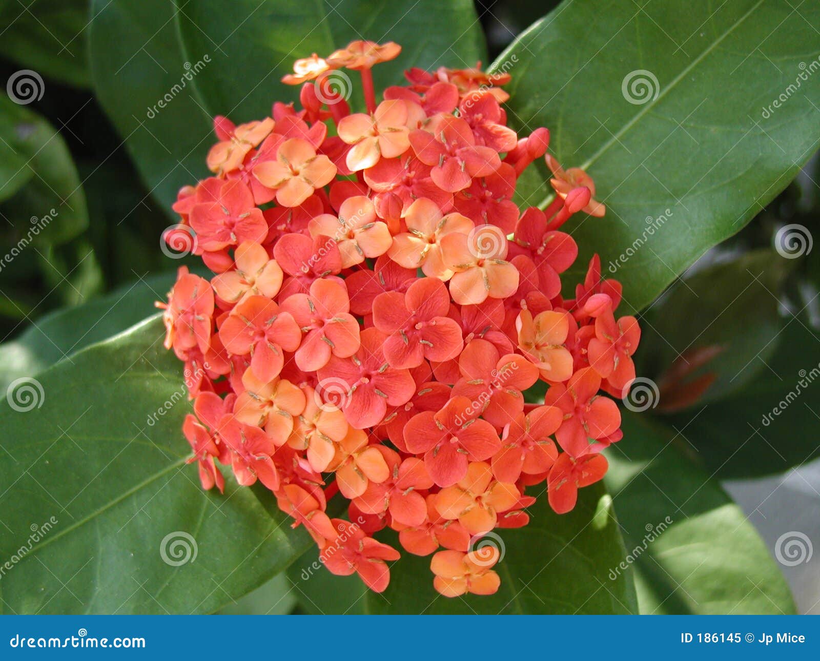Little flowers stock image. Image of leaves, flower, green - 186145