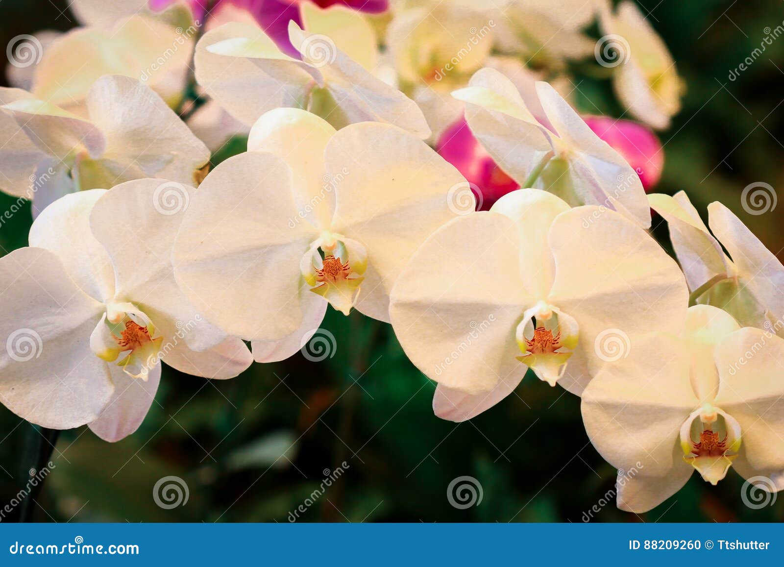 Little flowers stock photo. Image of nature, little, environment - 88209260