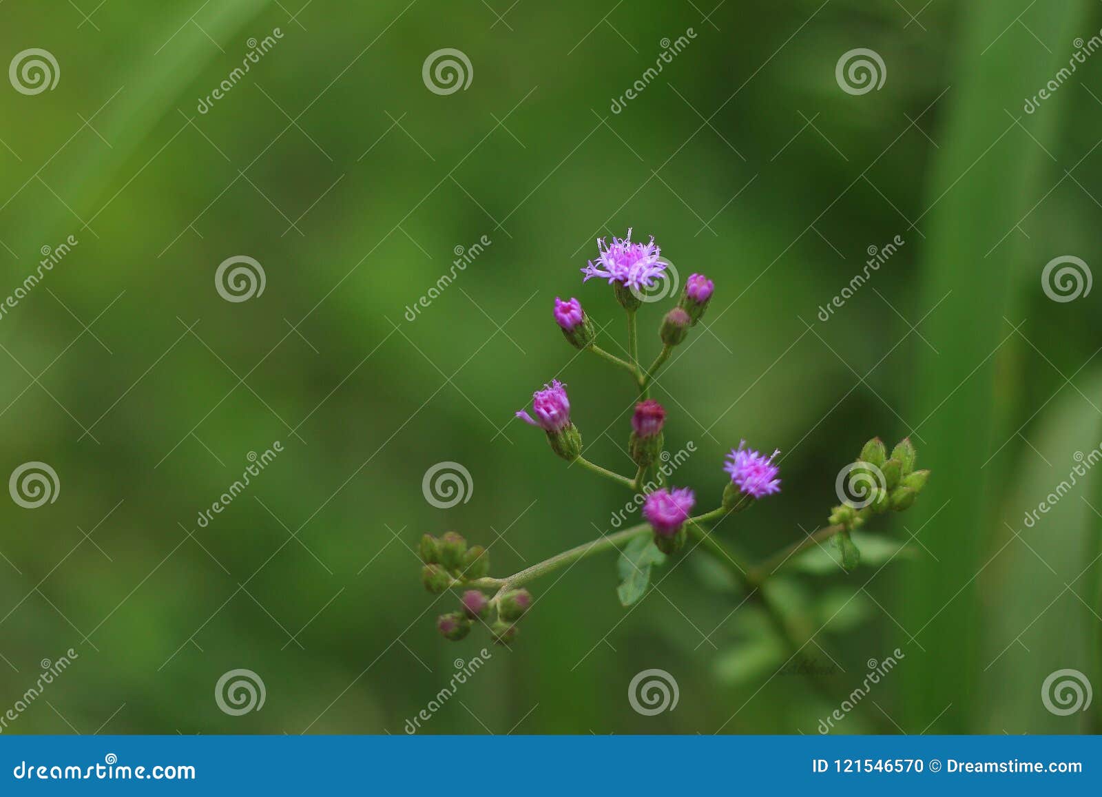 Little Flowers stock photo. Image of flowers, little - 121546570
