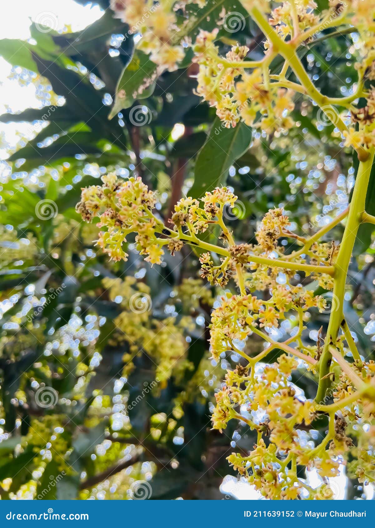 Little flowers of mango stock photo. Image of mango - 211639152