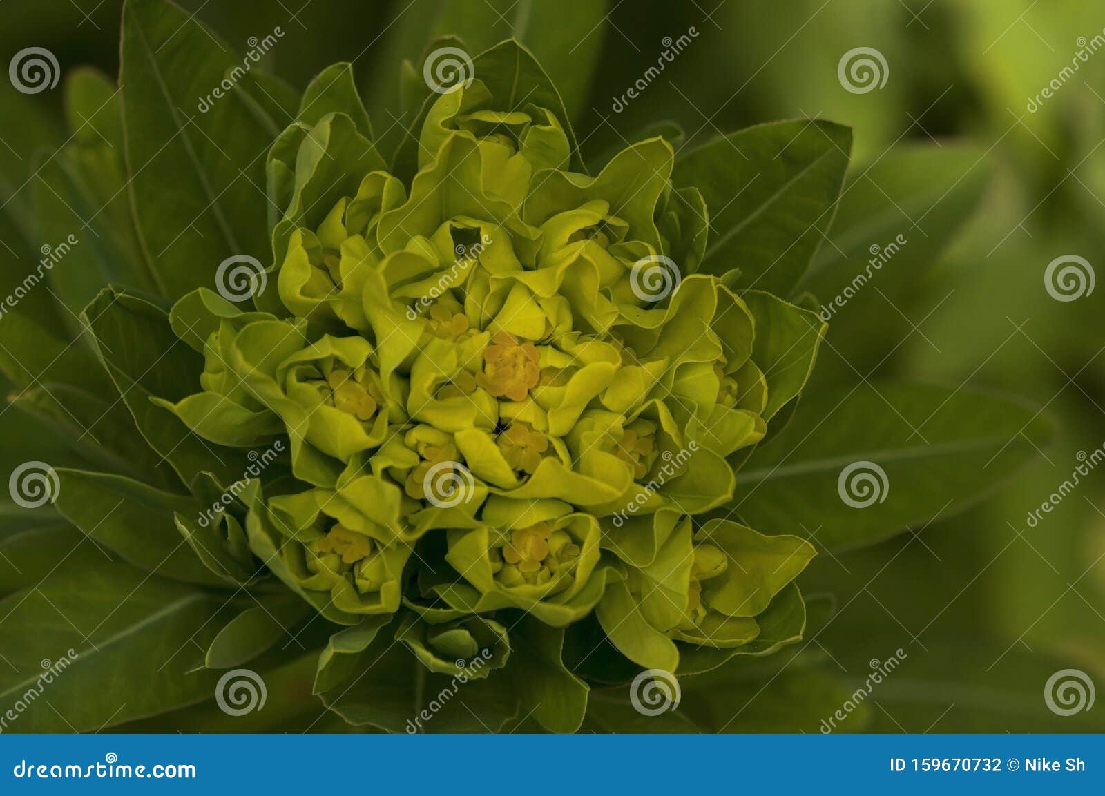 Little flowers in a bud stock photo. Image of deep, large - 159670732