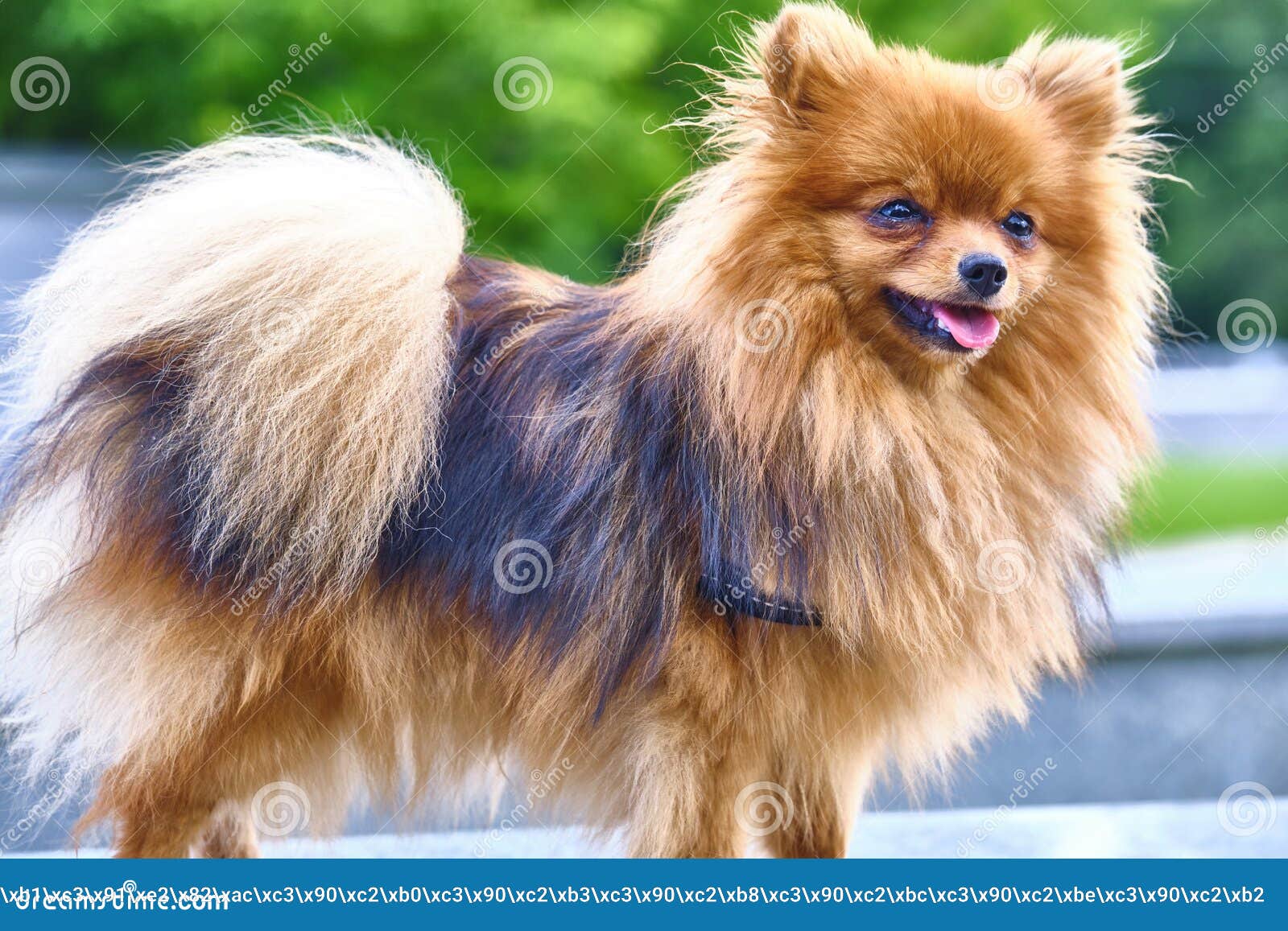 Little Fluffy Beautiful Dog. General Plan Color Stock Image - Image of ...