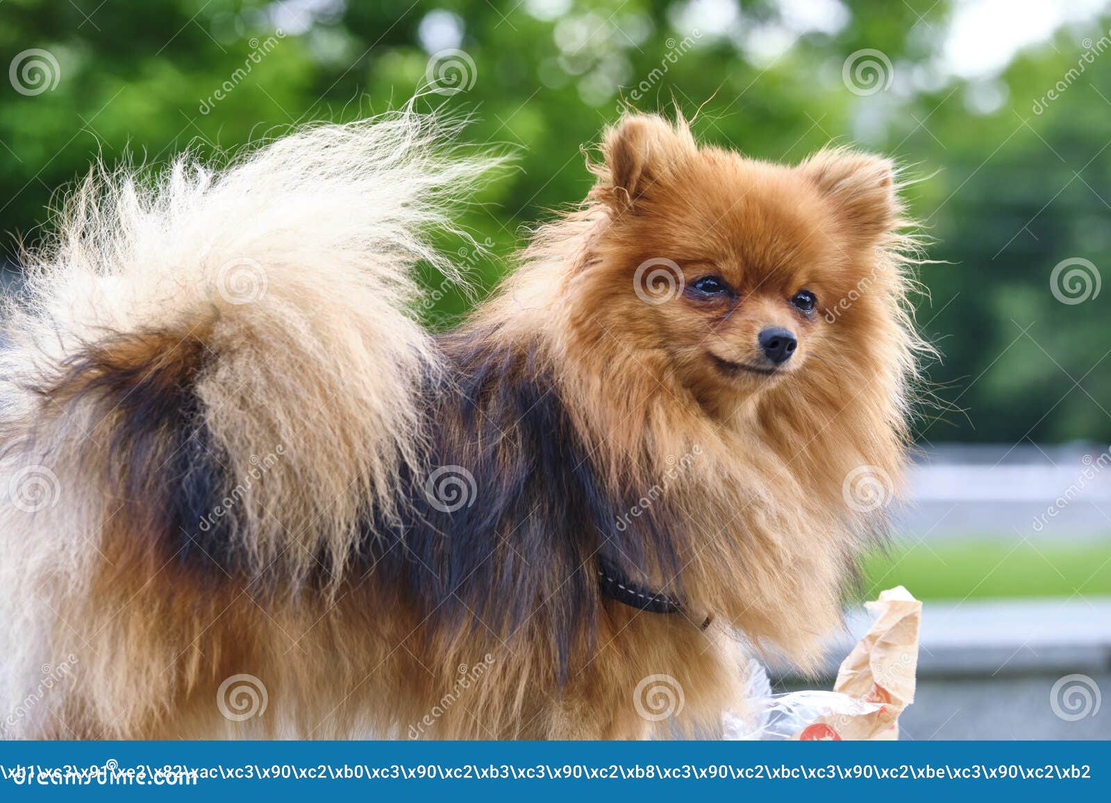 Little Fluffy Beautiful Dog. General Plan Color Stock Image - Image of ...