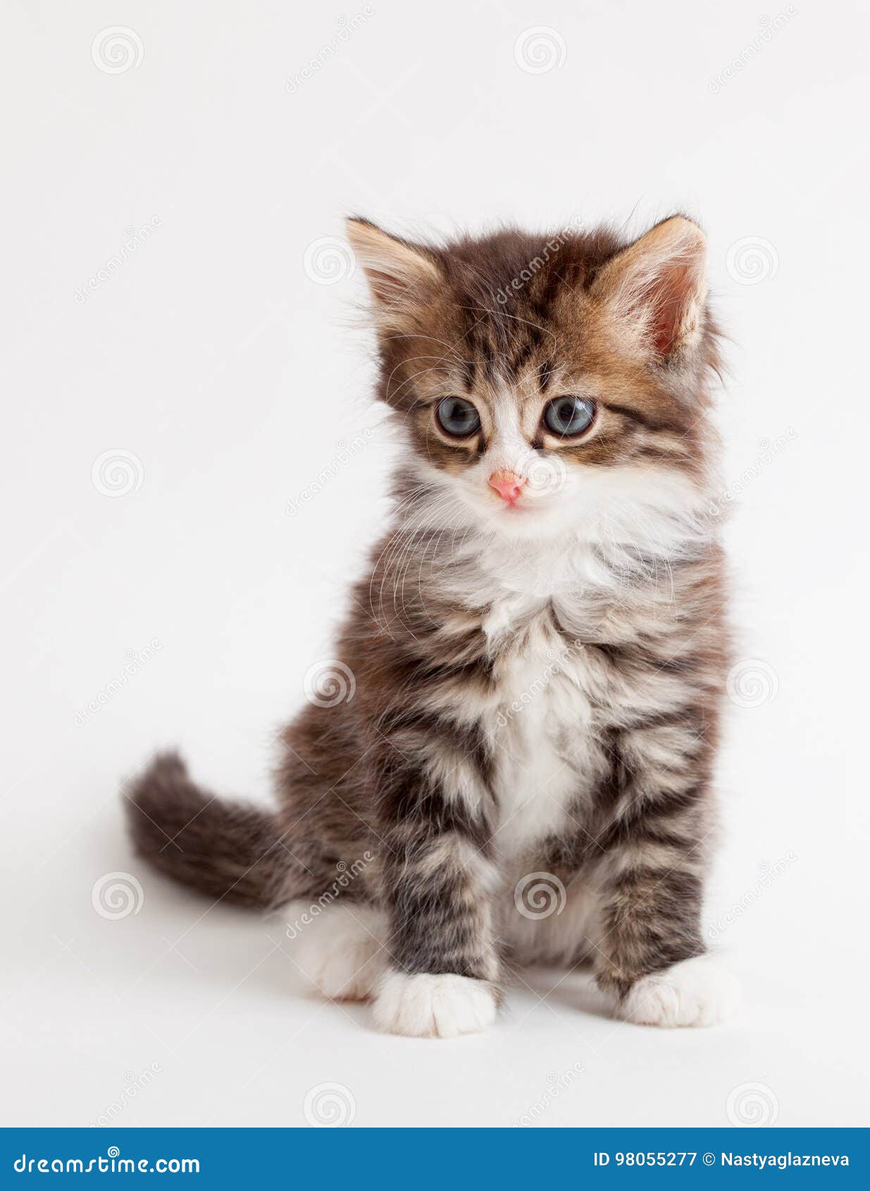 Little fluffy brown kitten stock image. Image of feline - 98055277