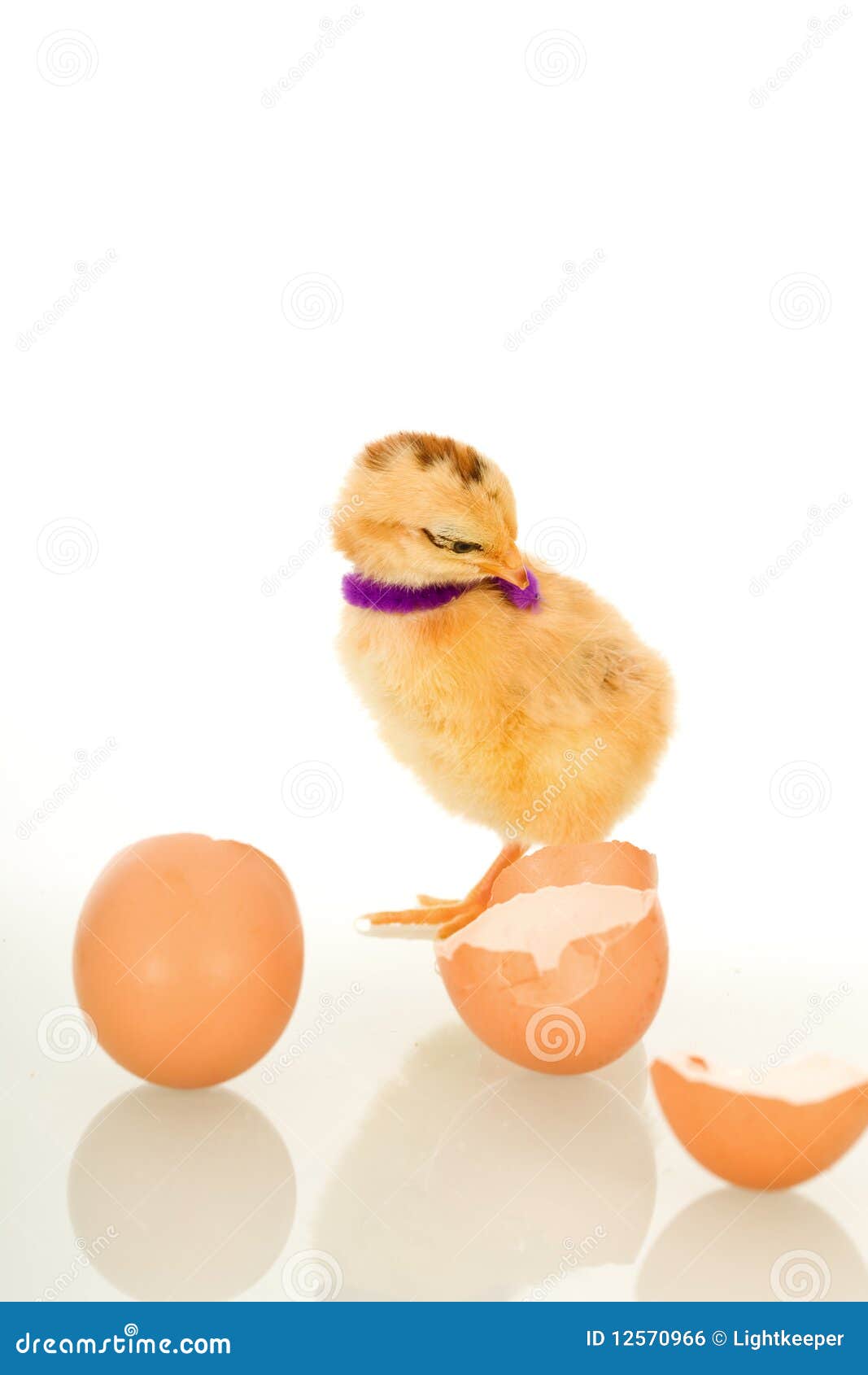 Little Fluffy Chicken with Purple Scarf Stock Photo - Image of ...