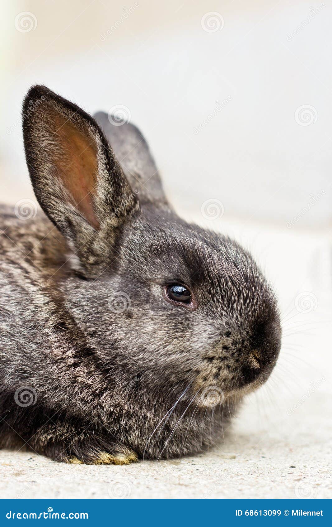 Little fluffy gray bunny stock image. Image of cold, grey - 68613099