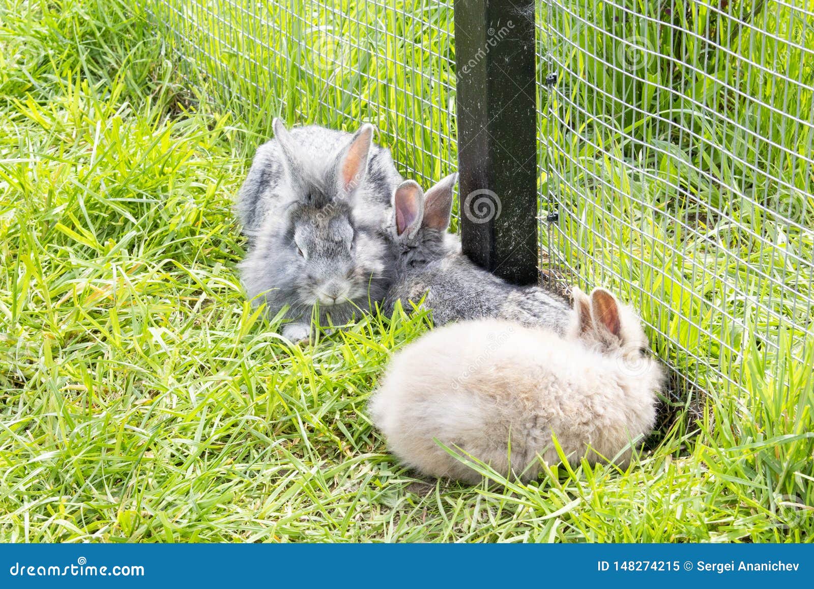 Little Fluffy Gray Hares Grazing on the Grass Stock Image - Image of ...