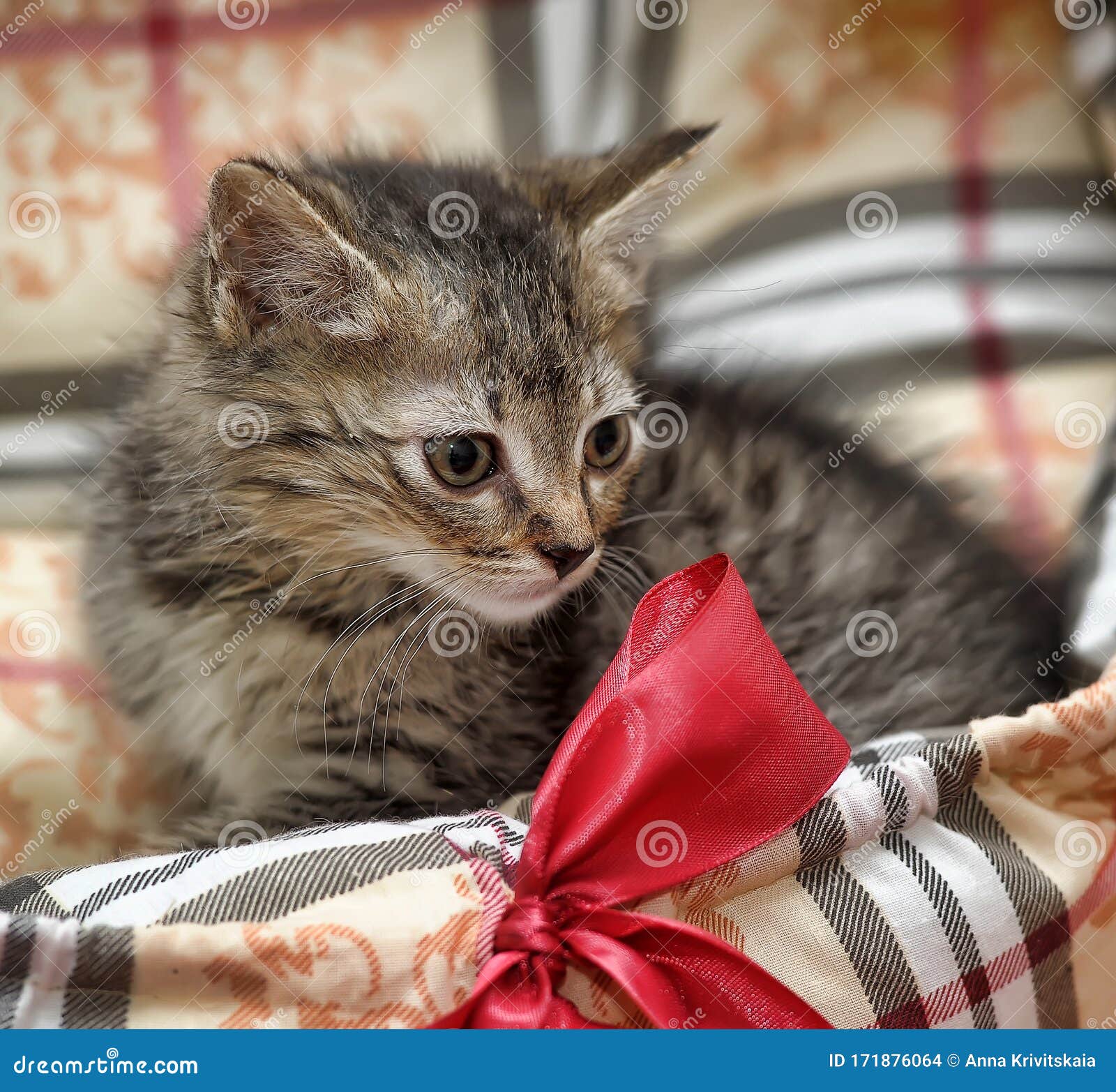 Little Fluffy Kitten and Bow Stock Photo - Image of feline, curious ...