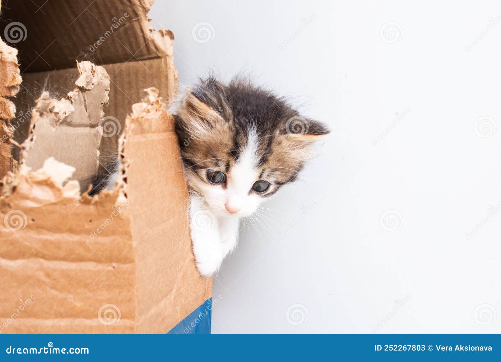 Little Fluffy Kitten Playing with a Box Stock Image - Image of curious ...