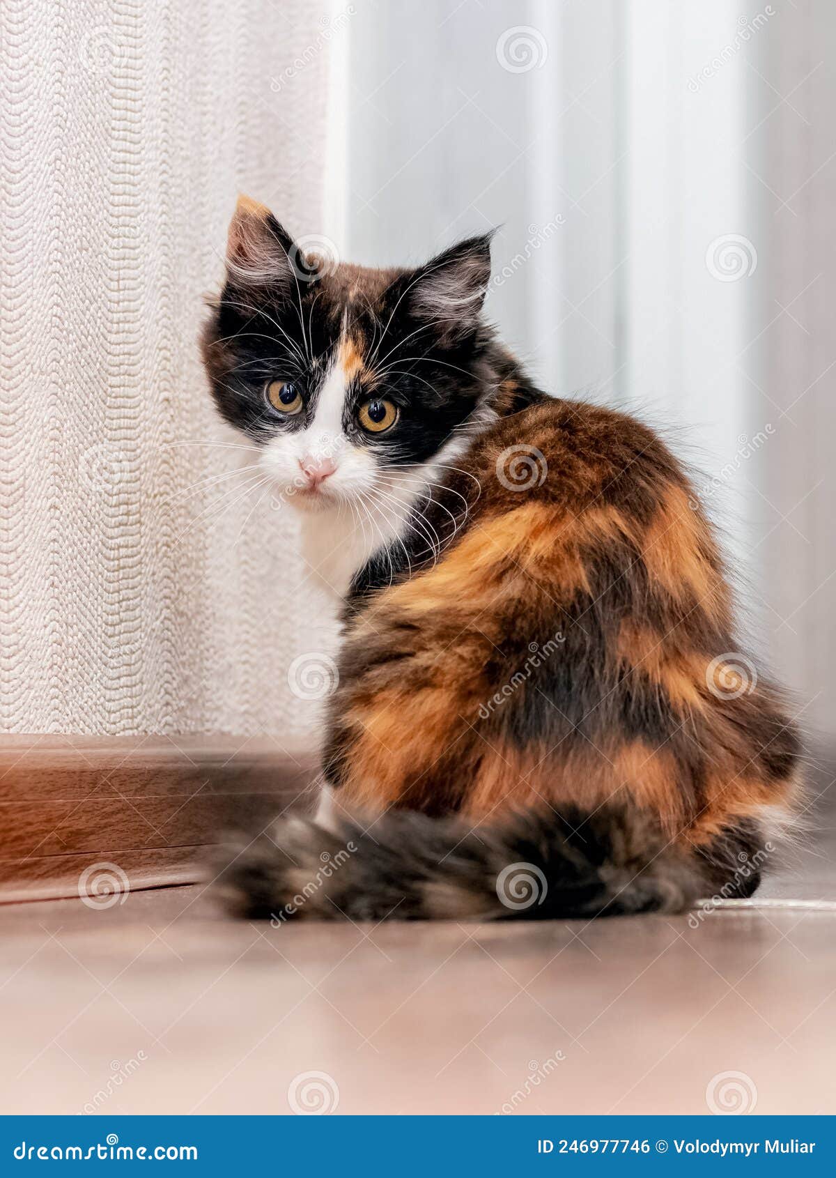 The Little Fluffy Kitten in the Room Looks Back Stock Photo - Image of ...