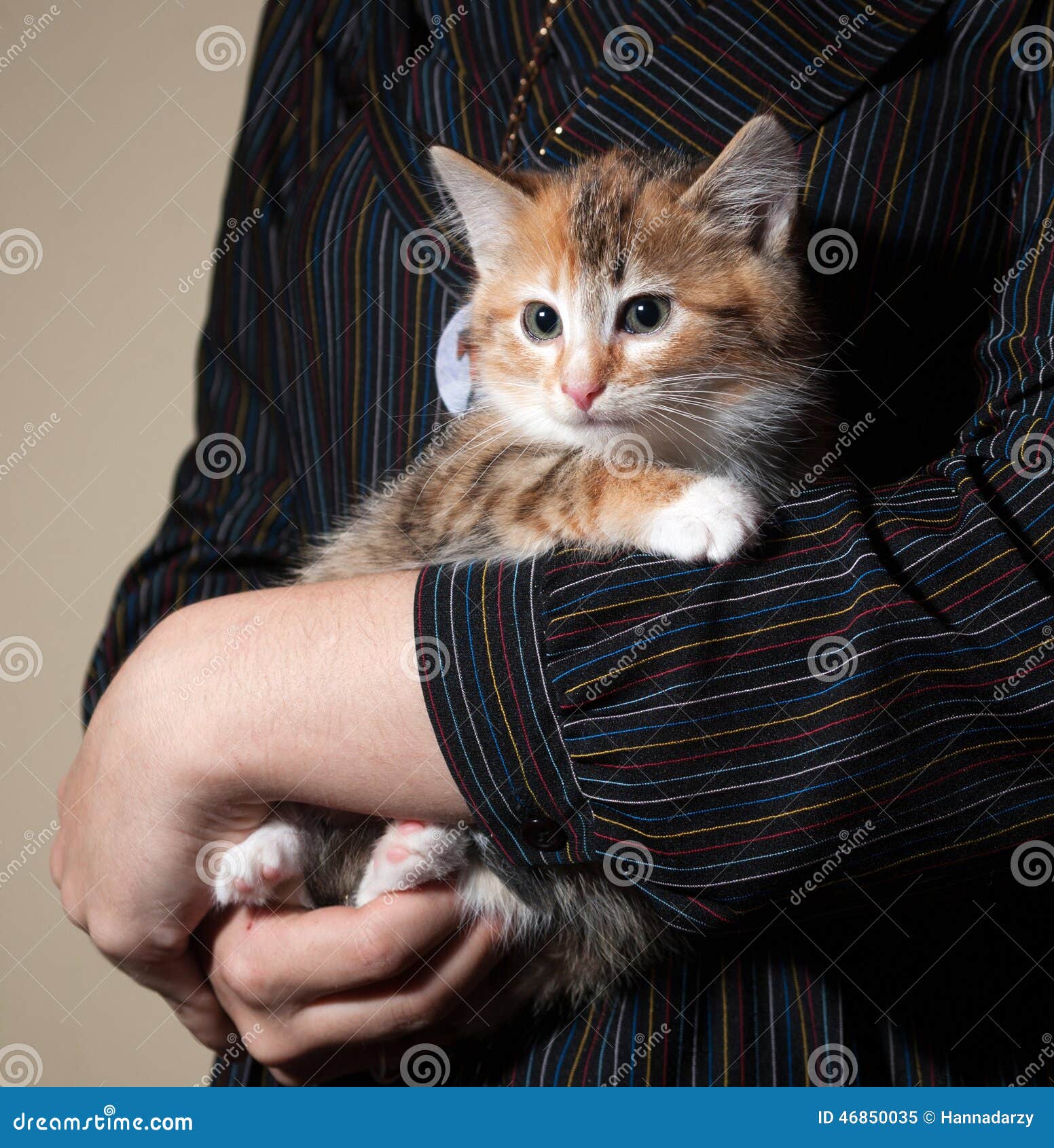 Little Fluffy Kitten Sitting on Hands Stock Image - Image of small ...