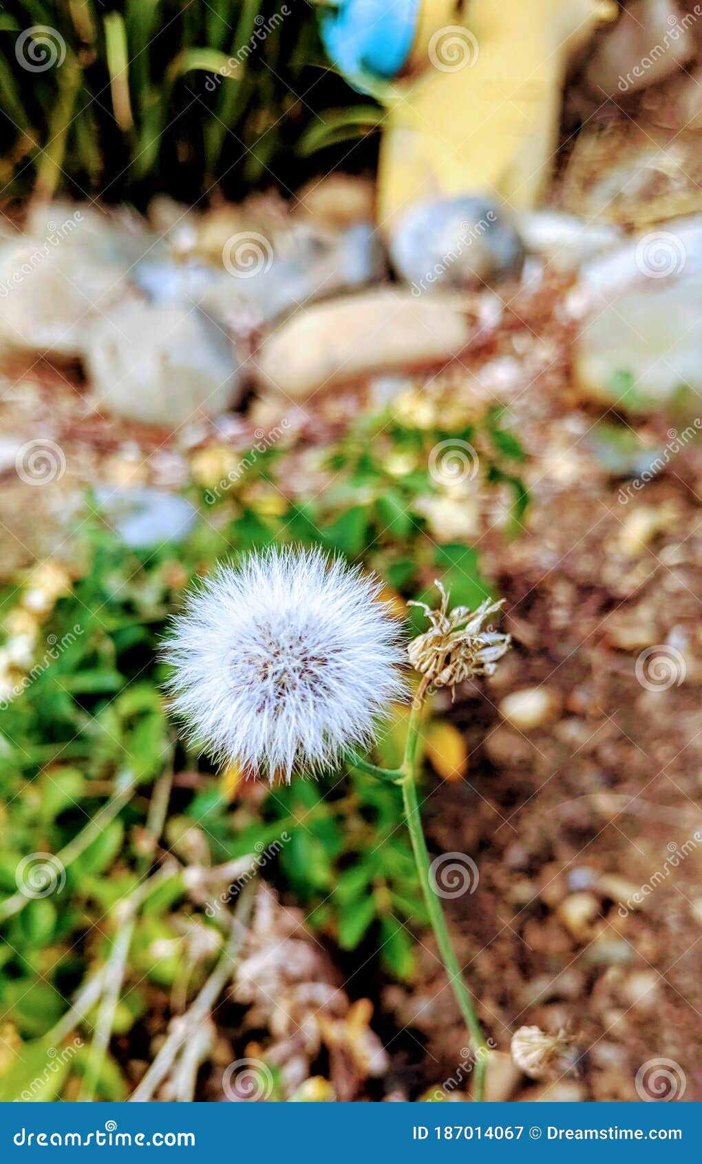 Little Fluffy Puff Ball stock image. Image of fluffy - 187014067