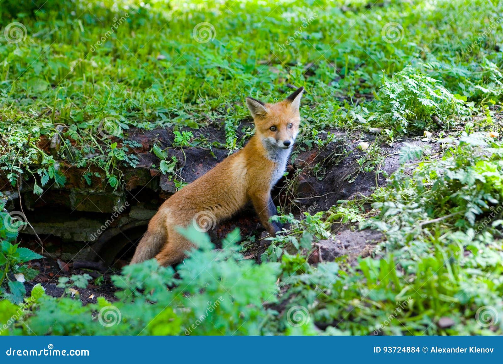 A little fluffy red fox. stock photo. Image of comely - 93724884