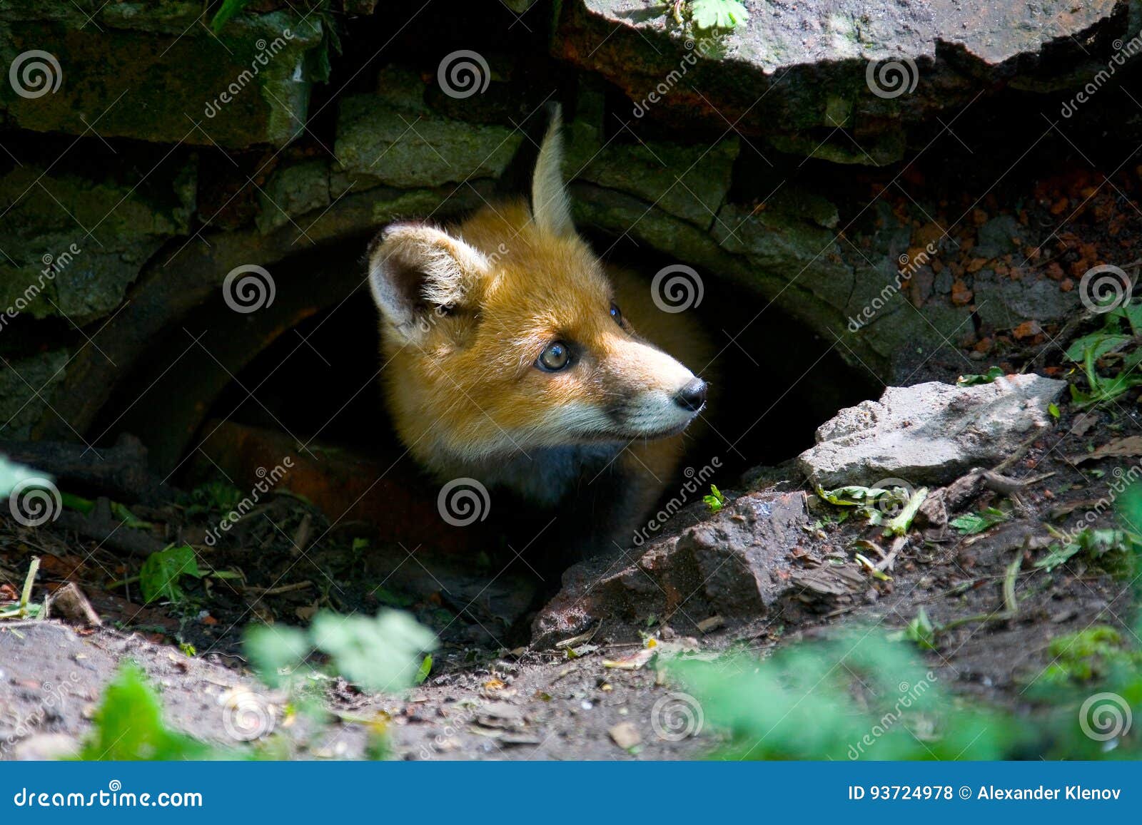 A little fluffy red fox. stock photo. Image of pretty - 93724978