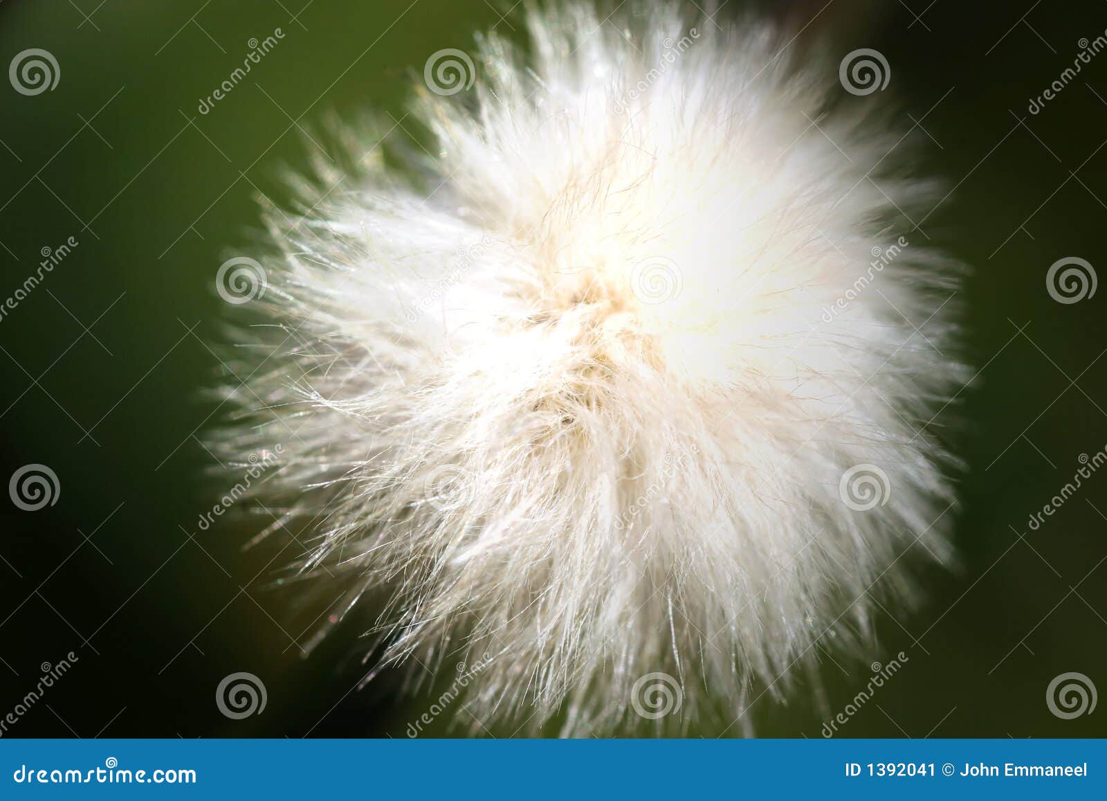 Little fluffy seeds stock image. Image of garden, seed - 1392041