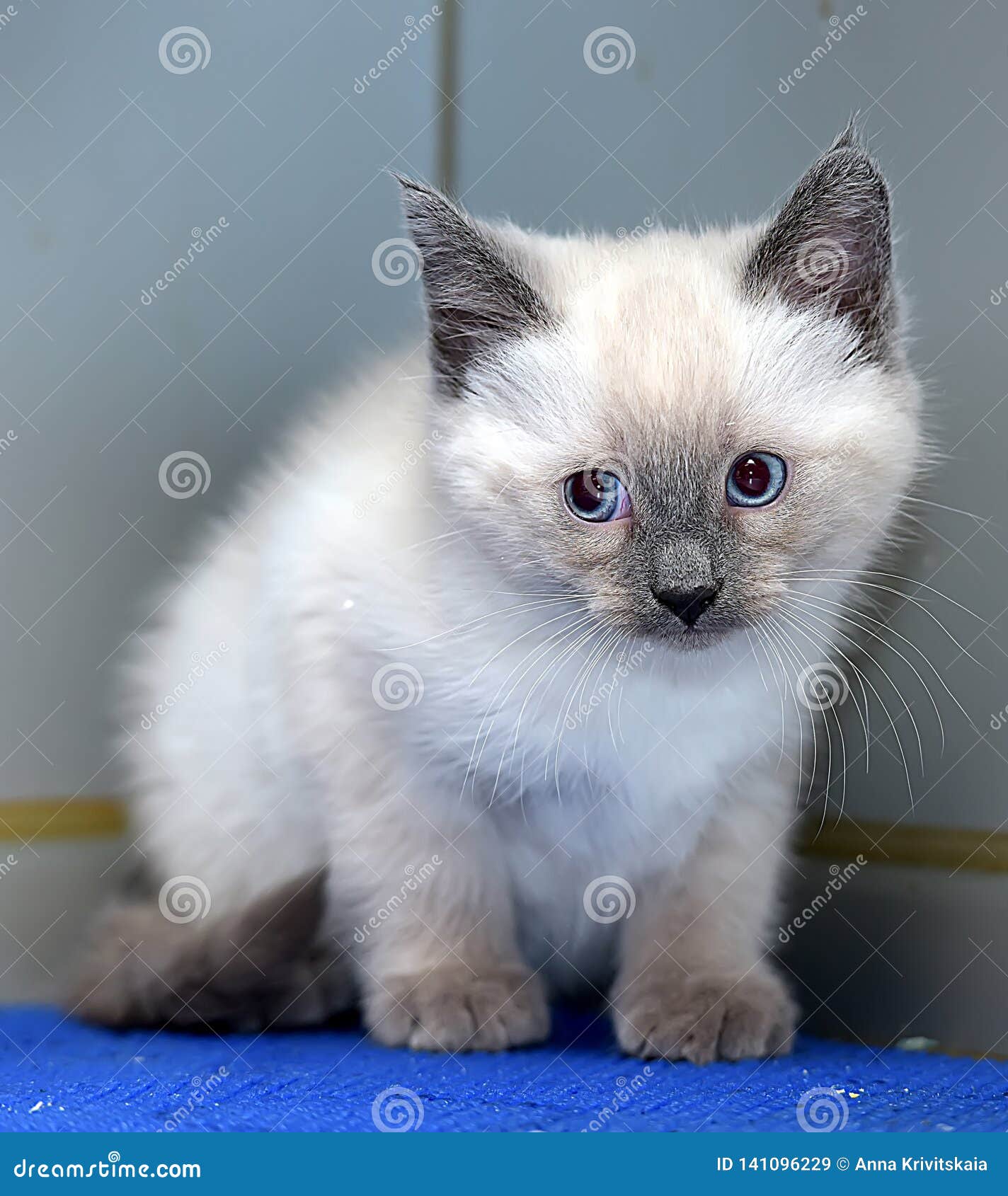 Little Fluffy Siamese Kitten Stock Image - Image of cute, color: 141096229