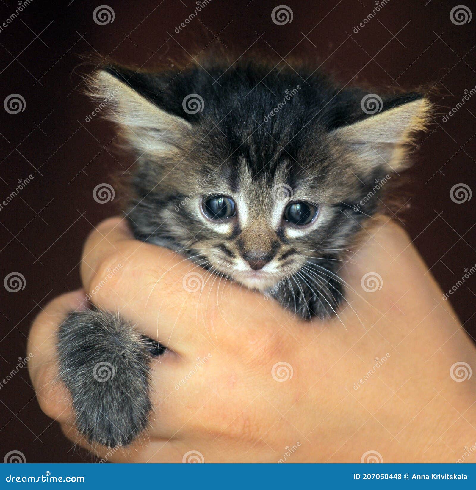 Little Fluffy Siberian Kitten in Hands Stock Photo - Image of baby ...