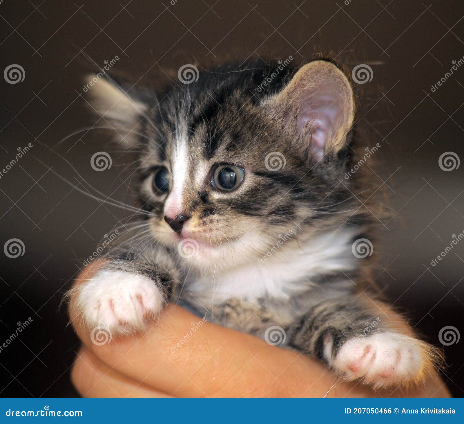 Little Fluffy Siberian Kitten in Hands Stock Photo - Image of kitty ...
