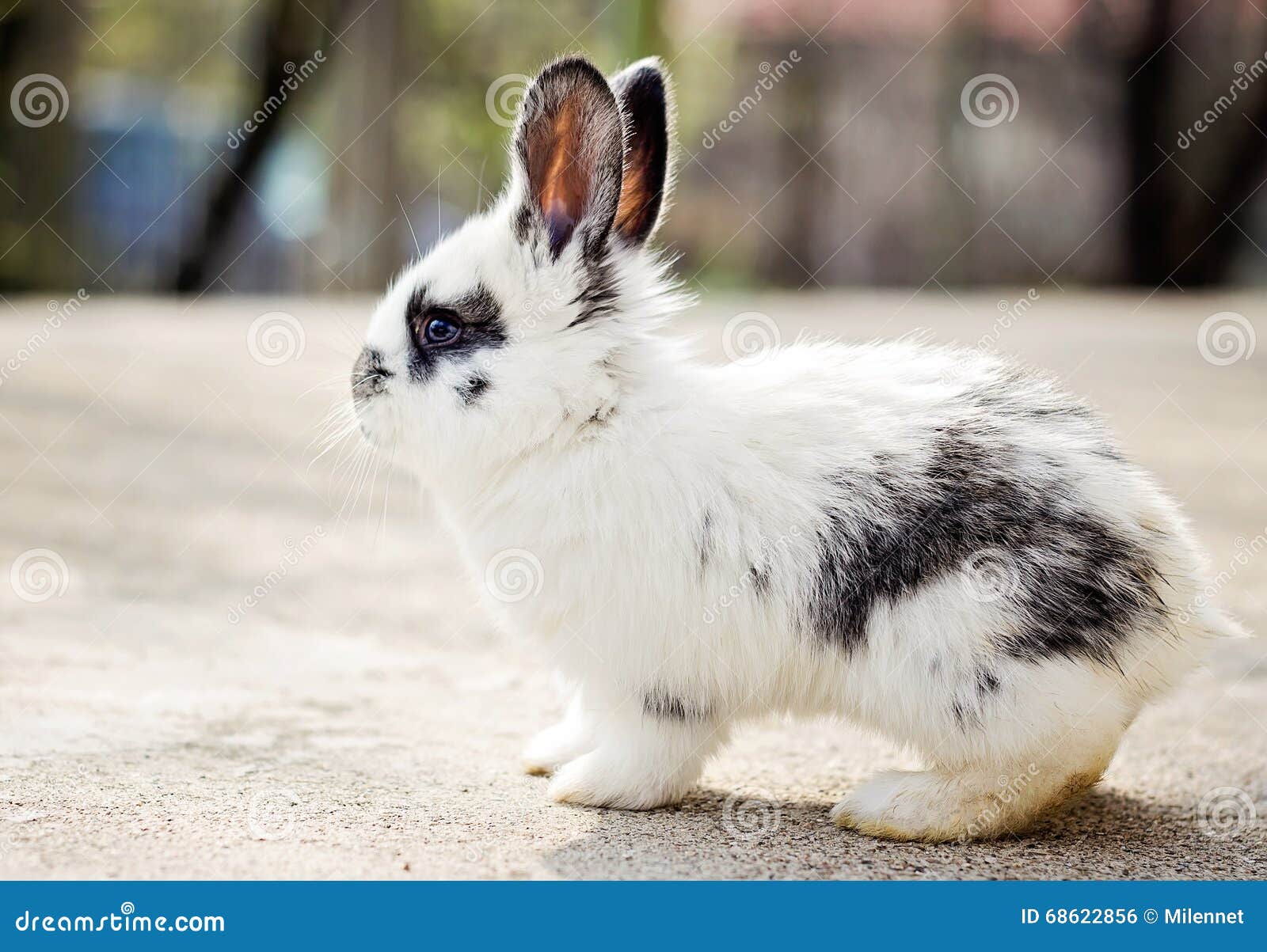 Little fluffy white bunny stock photo. Image of isolated - 68622856