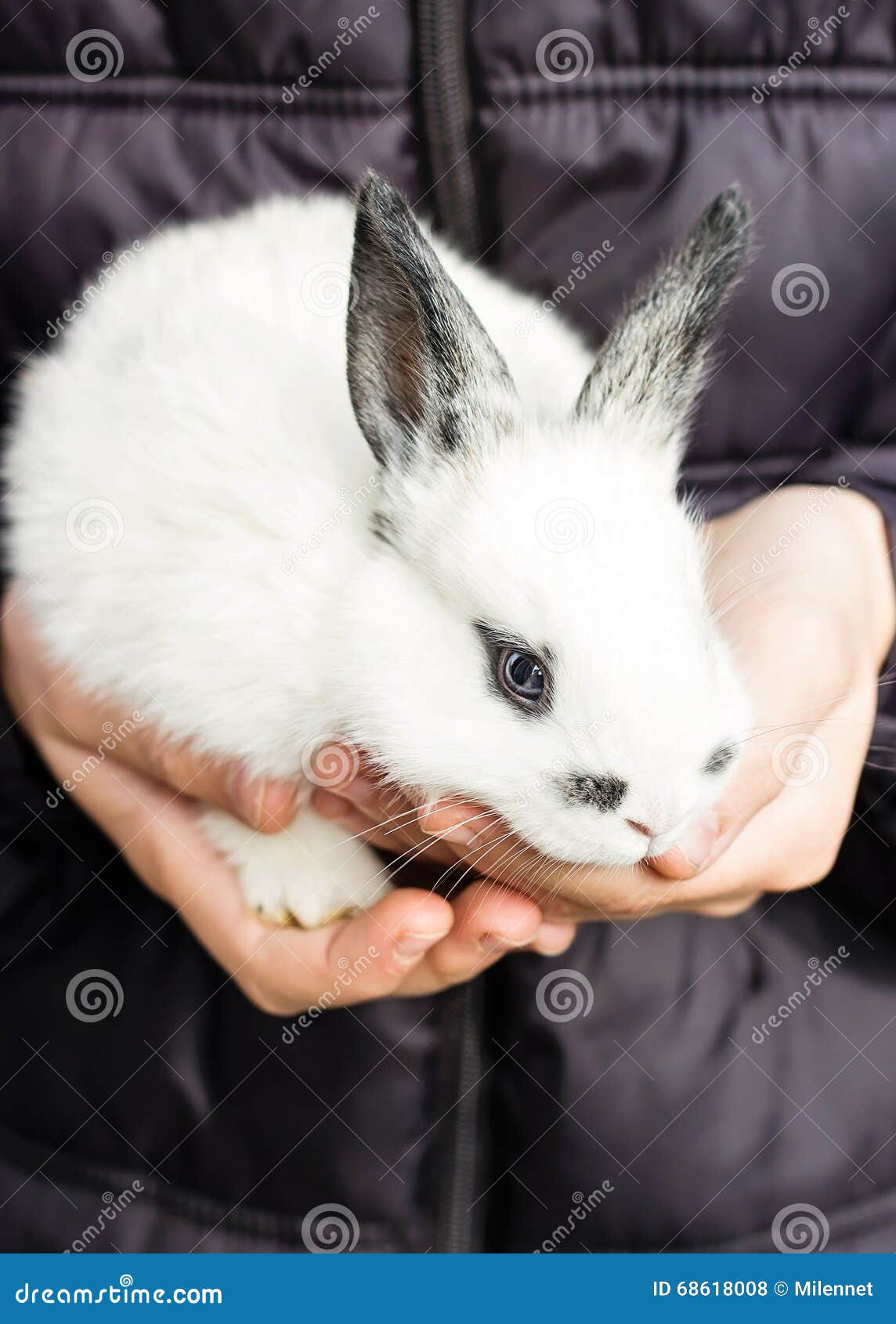 Little fluffy white bunny stock photo. Image of cute - 68618008