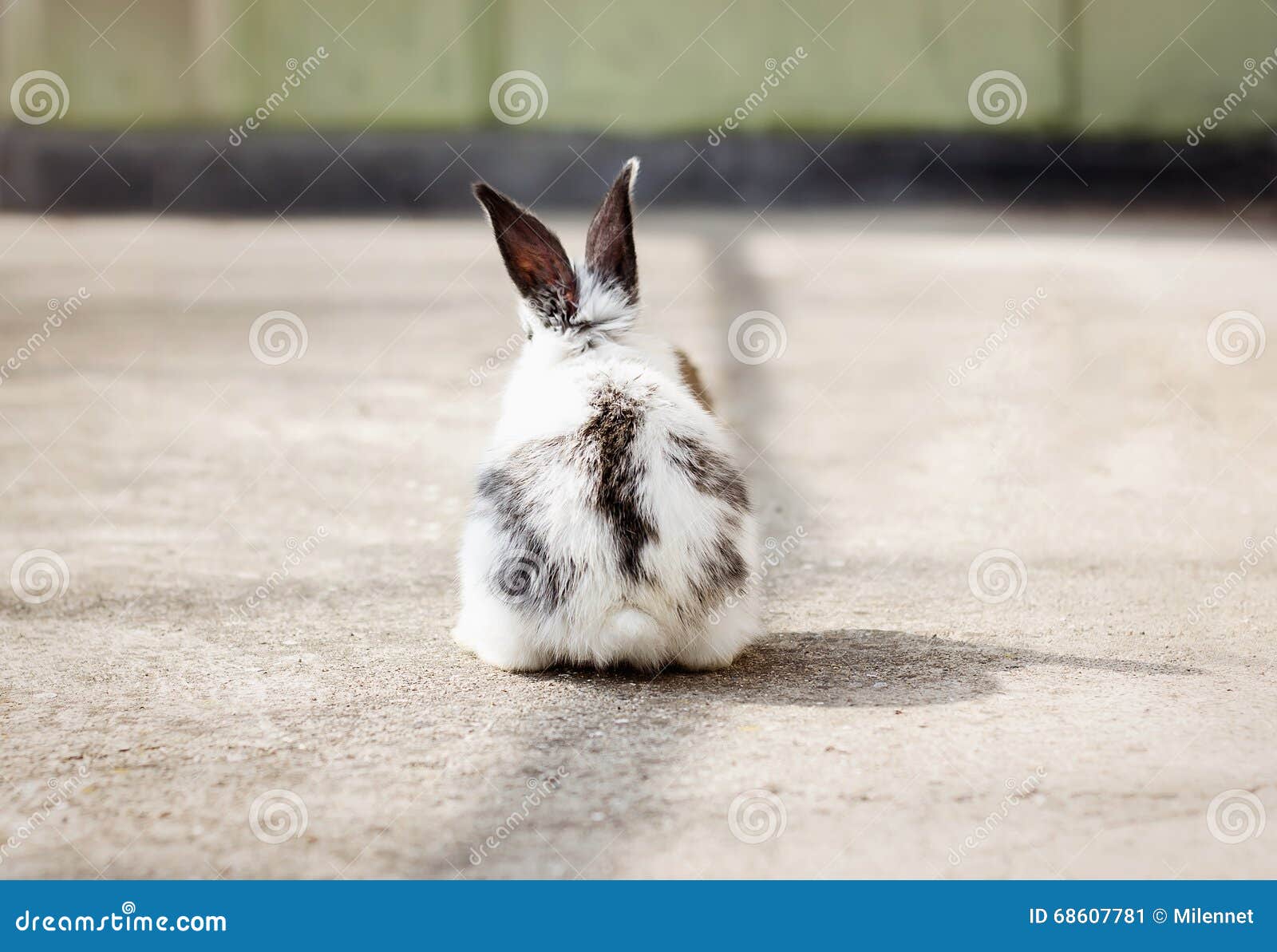 Little fluffy white bunny stock image. Image of black - 68607781