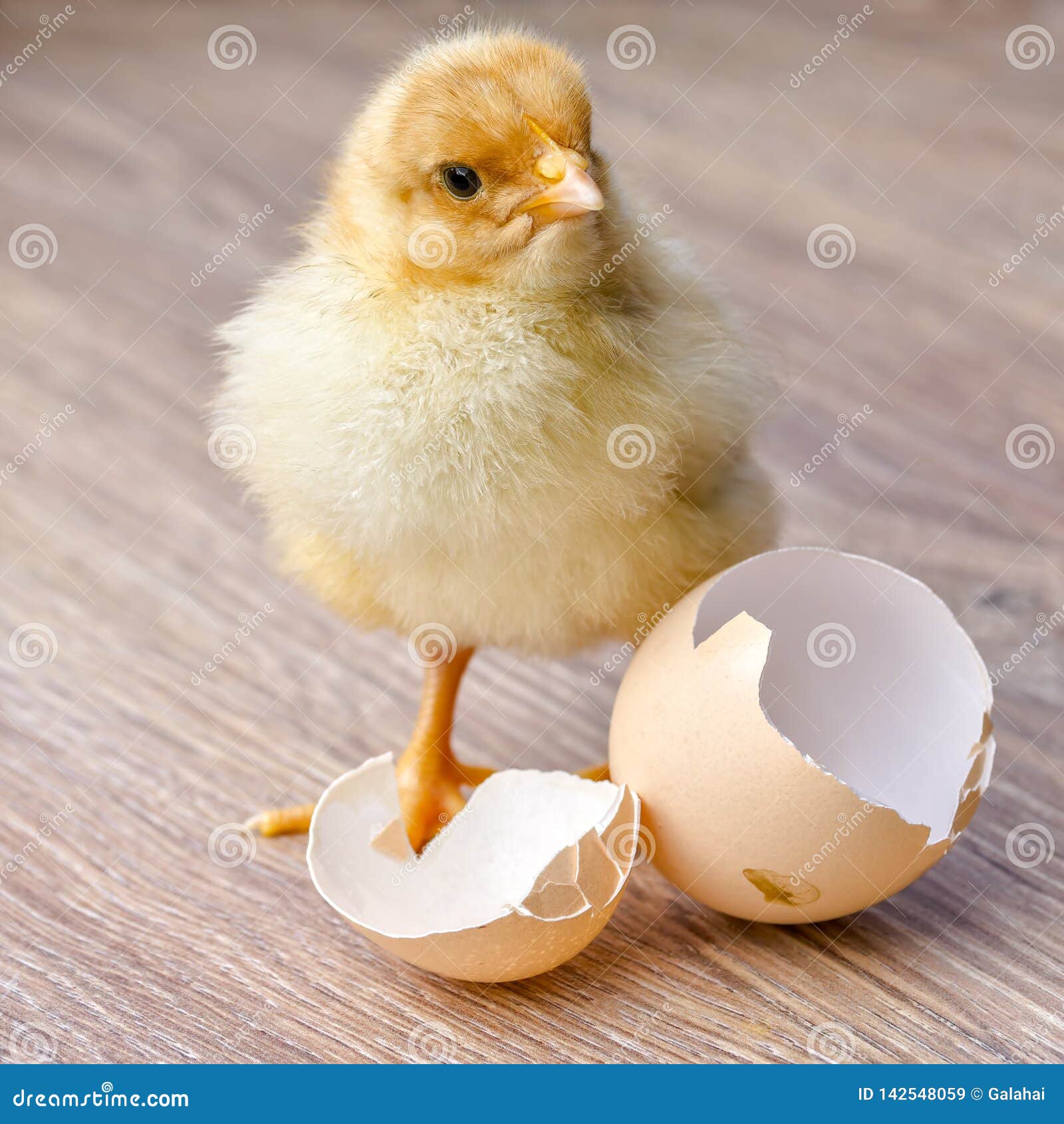 Little Fluffy Yellow Chick and Eggshell on the Table Stock Image ...
