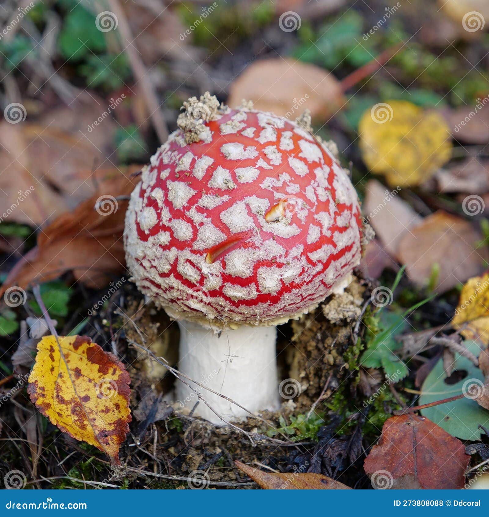 Little Fly Agaric Grows in Forest Stock Photo - Image of mycelium ...