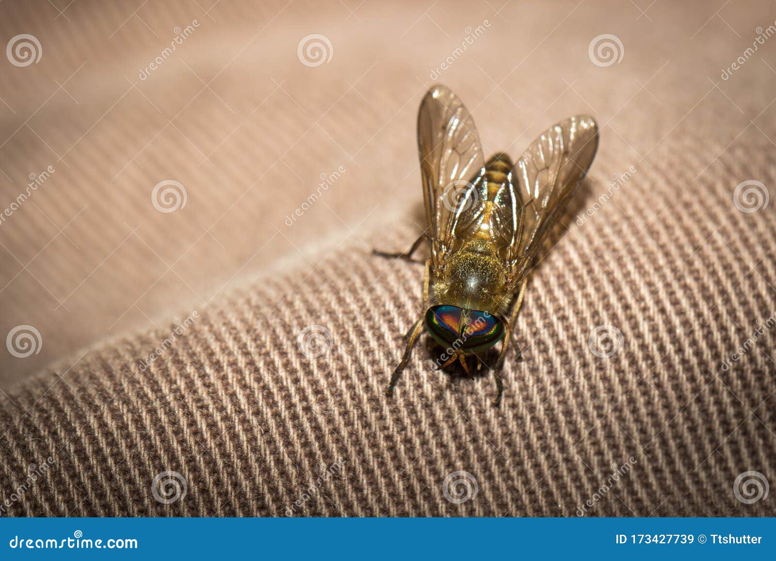 The little fly stock image. Image of little, fauna, biology - 173427739