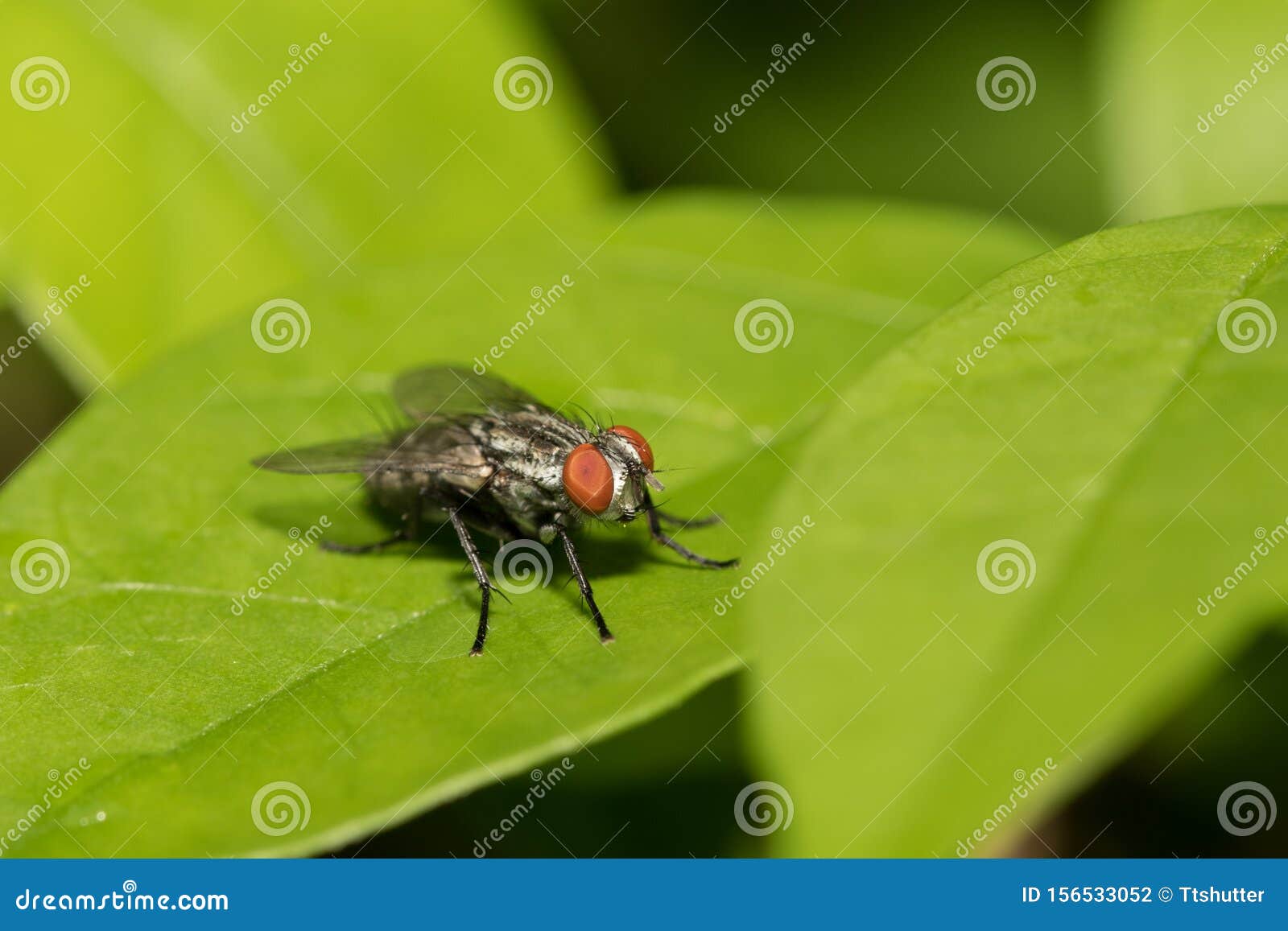The little fly stock photo. Image of nature, biology - 156533052