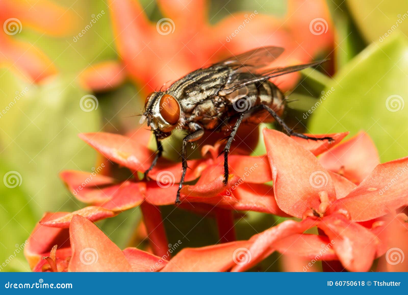 The little fly. stock photo. Image of insect, macro, environment - 60750618