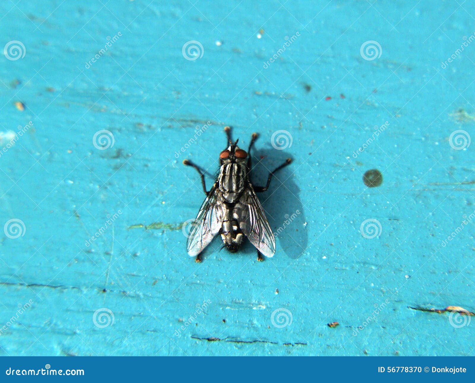 Little fly stock photo. Image of blue, macro, nature - 56778370