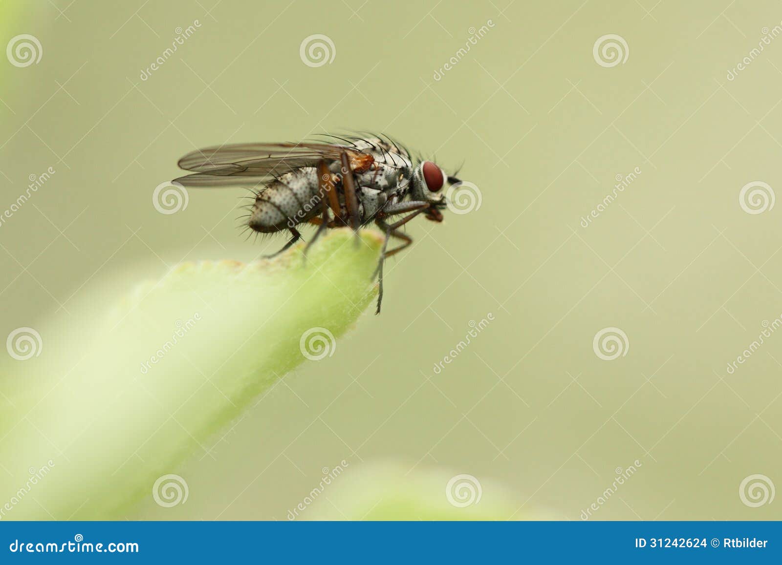 Little fly stock photo. Image of creepy, macro, animal - 31242624