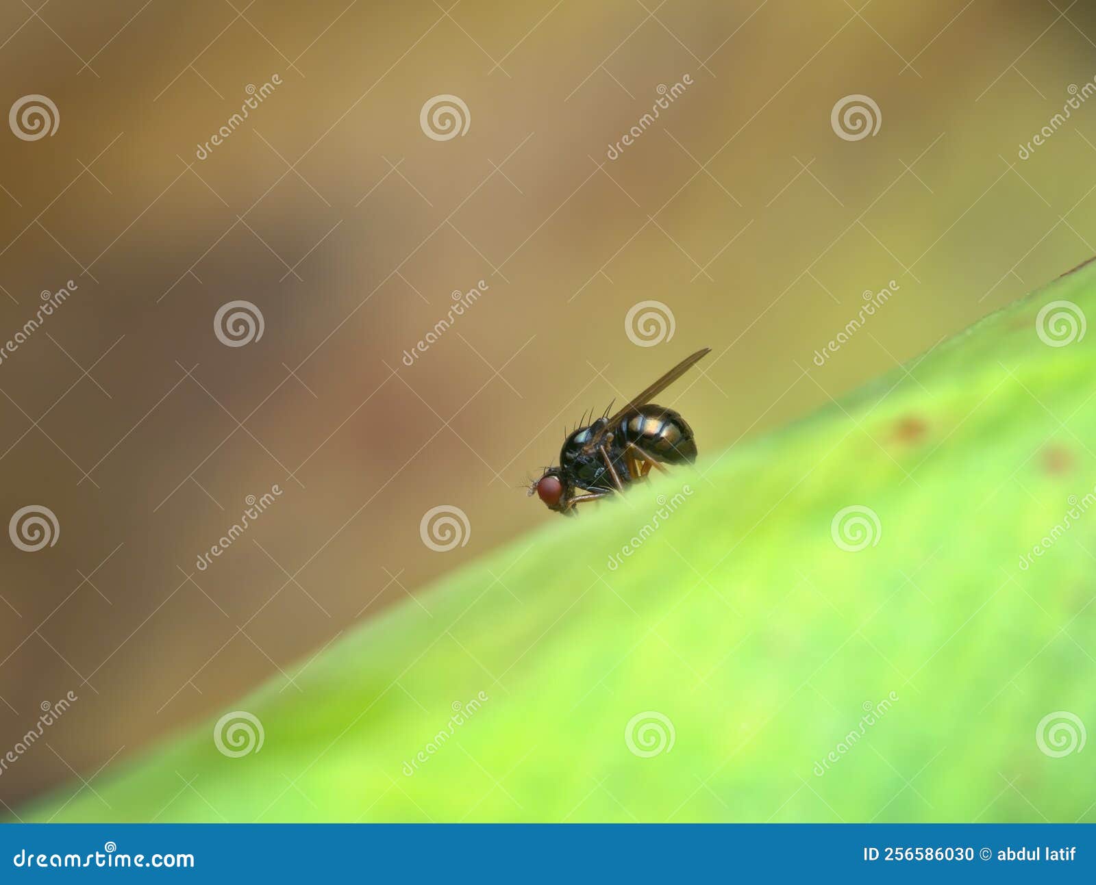 Little Fly on the Green Leaf Stock Photo - Image of fauna, garden ...