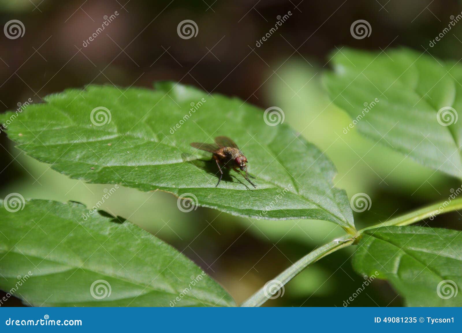 Little fly stock image. Image of leaf, wing, micro, texture - 49081235