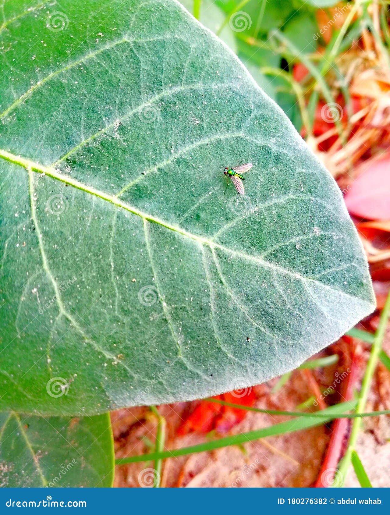 Little Fly on Leaf Shot by Awk Stock Photo - Image of little, shot ...