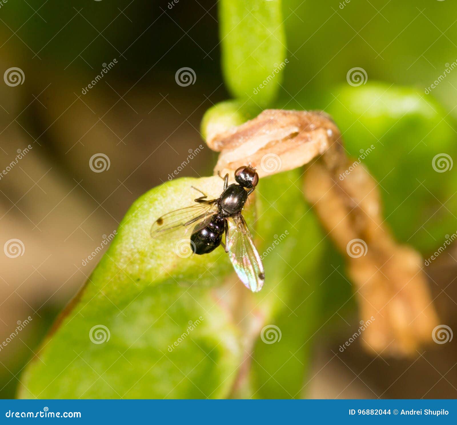 Little Fly in Nature. Close-up Stock Photo - Image of insect, outdoor ...
