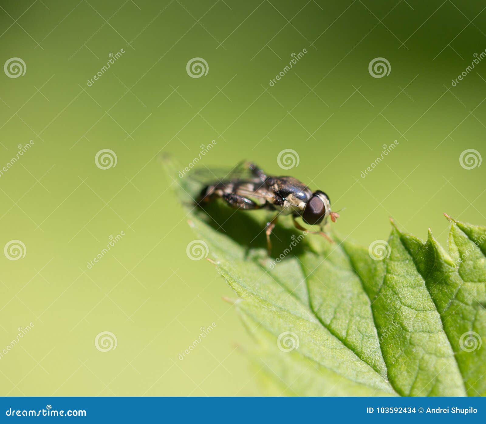 Little Fly in Nature. Macro Stock Photo - Image of macrophotography ...